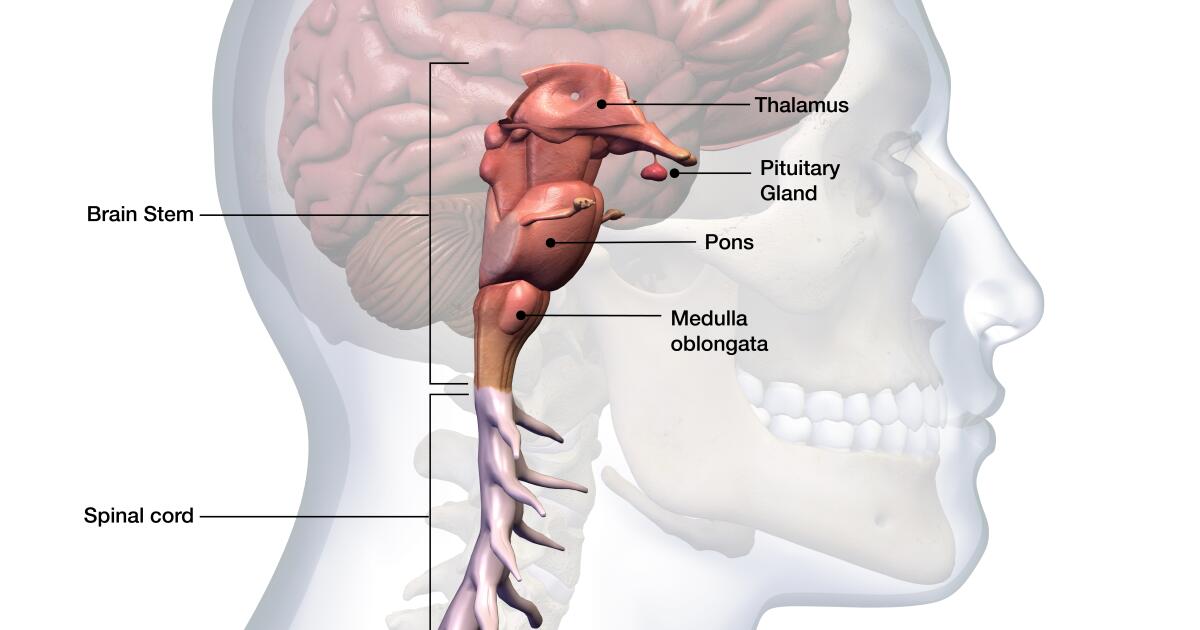 what-does-the-pituitary-gland-do-pituitary-gland-function-hormones
